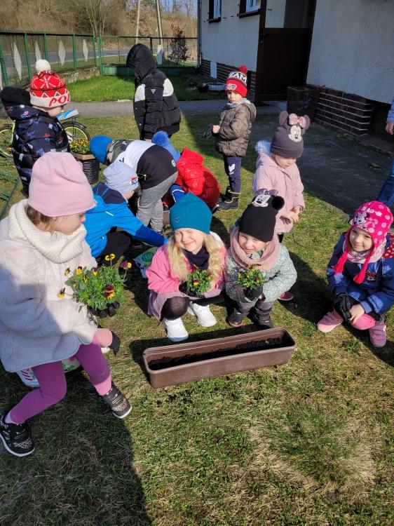Sadzimy bratki:) - Publiczne Przedszkole w Kuźnicy Czarnkowskiej